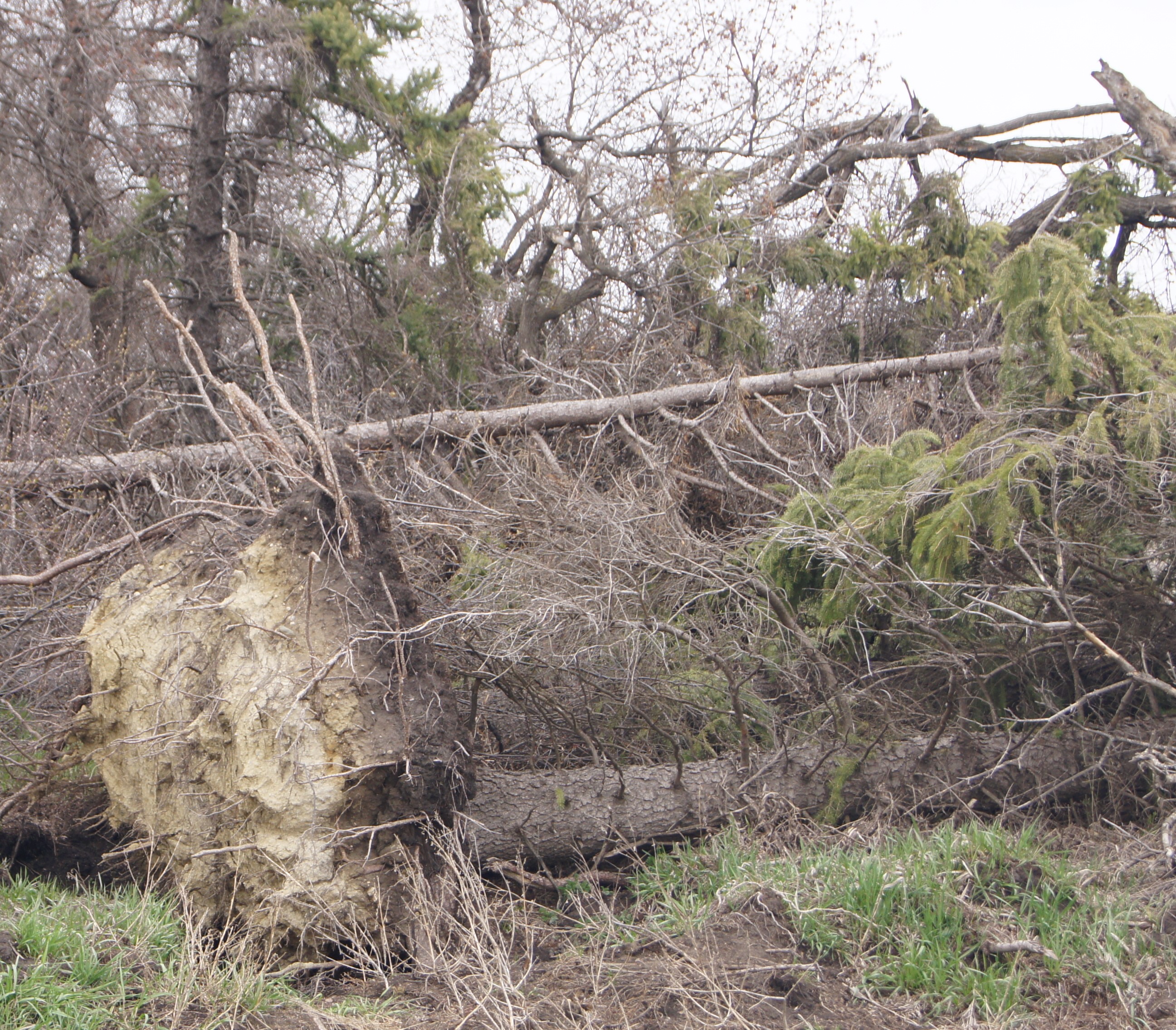 Summer Storms | NDSU Agriculture